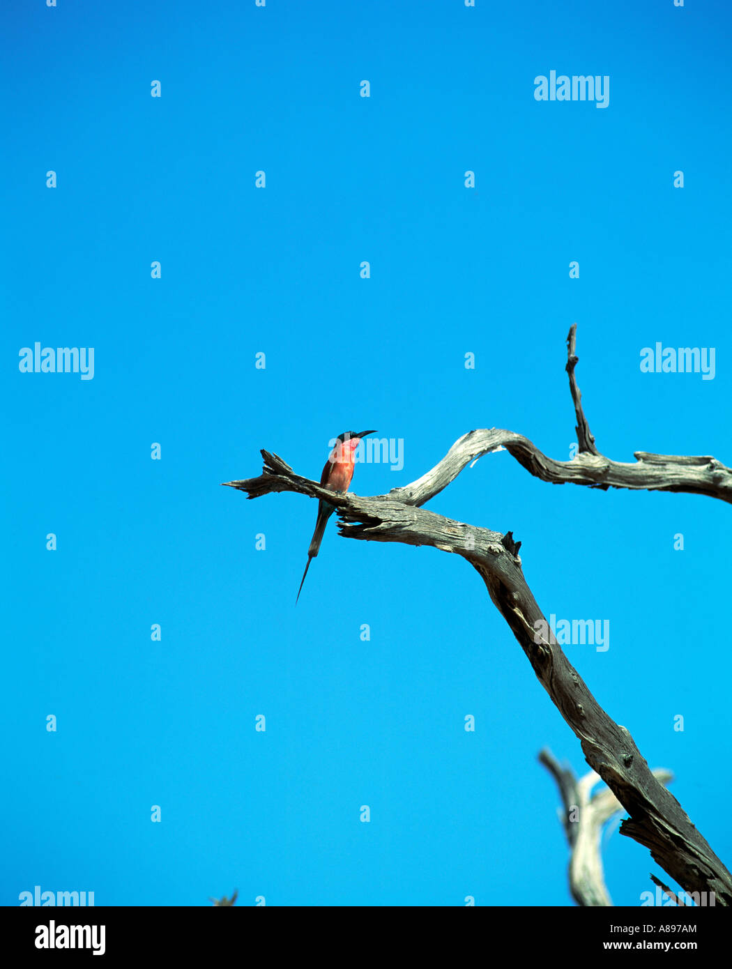single bird on tree Stock Photo - Alamy