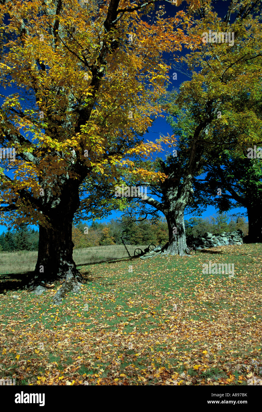 field with autumn colored trees in vermont Stock Photo - Alamy
