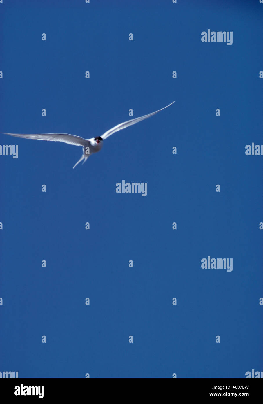 Bird with outstretched wings hi-res stock photography and images - Alamy