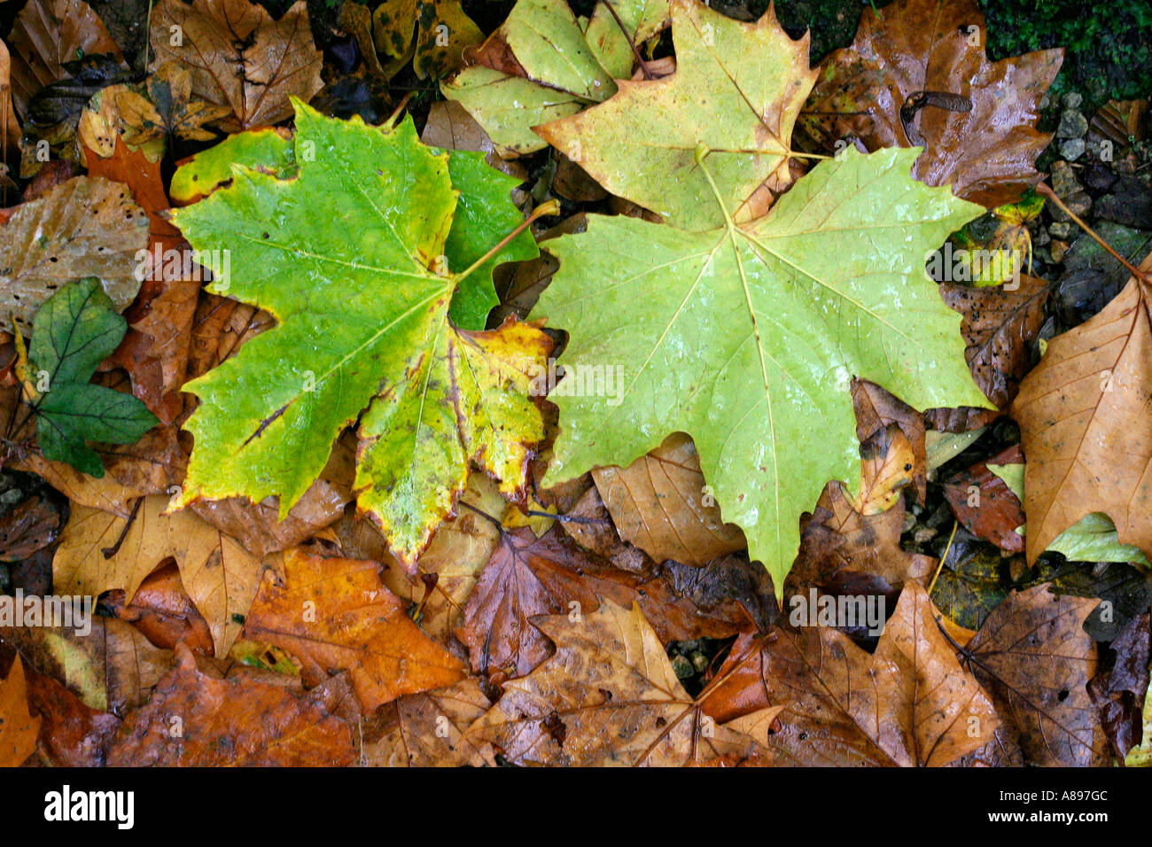 Bailey leaf hi-res stock photography and images - Alamy
