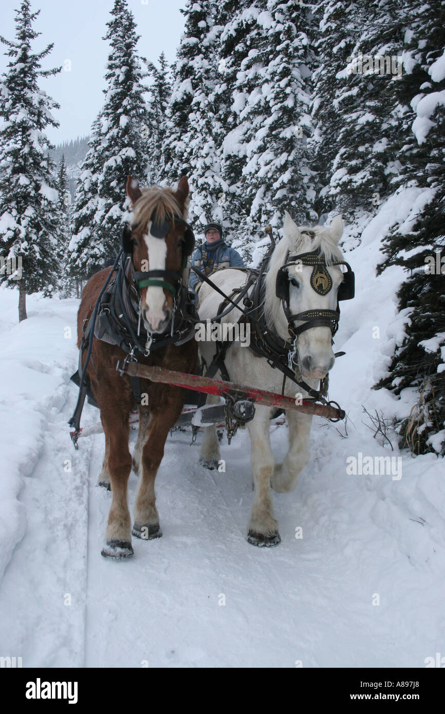 Winter Scene Horse Drawn Sleigh High Resolution Stock Photography and ...