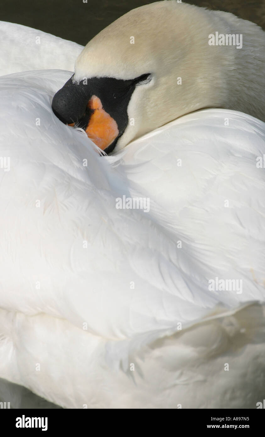 Mute swan relaxed hi-res stock photography and images - Alamy