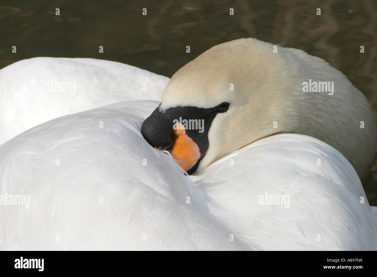 Mute swan cygnus olor sleeping rest resting hi-res stock photography ...