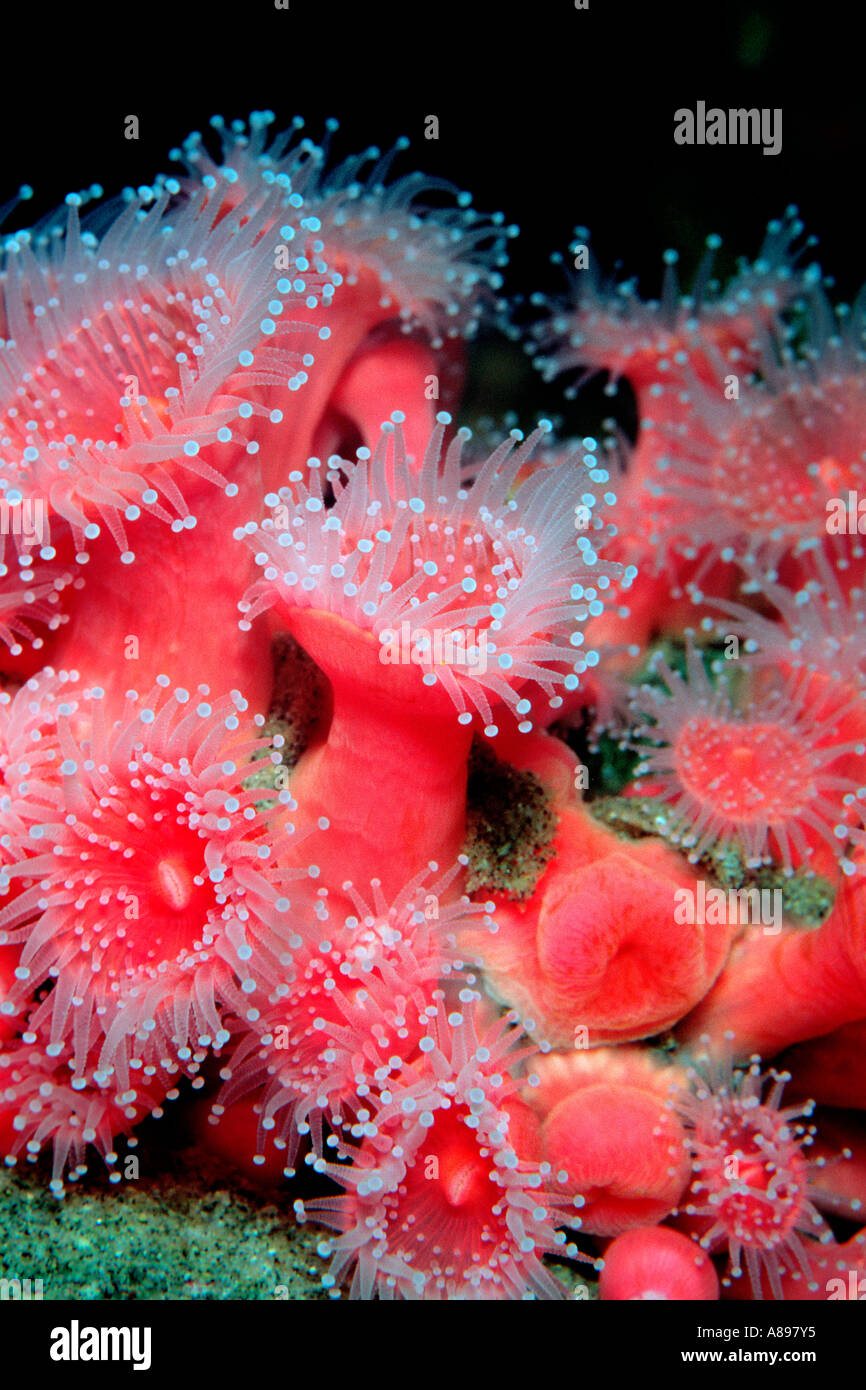 Corynactis californica hi-res stock photography and images - Alamy