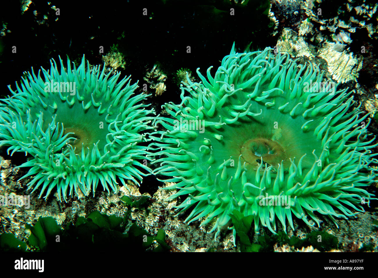 Giant green anemone Anthopleura xanthogrammica California Eastern ...
