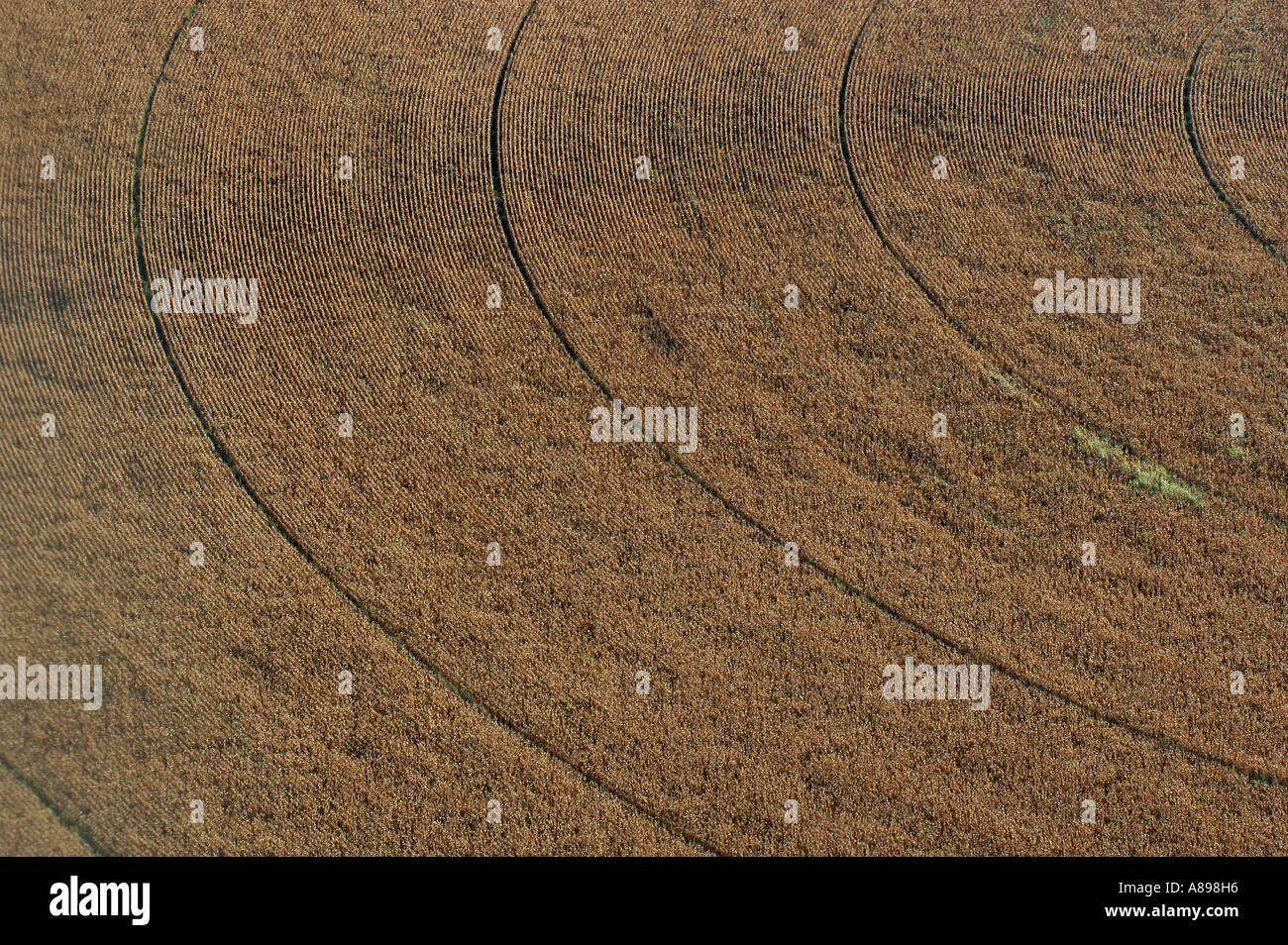 Circular pivot or king spin irrigation system corn crops Farmland close ...