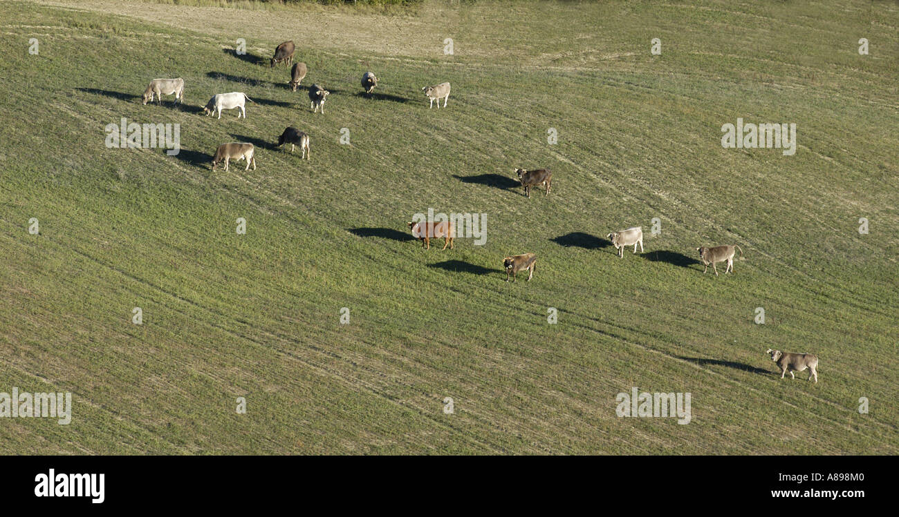 Cattle cows viewed from the air Val Ancha Jaca Pyrenees Huesca Aragon ...