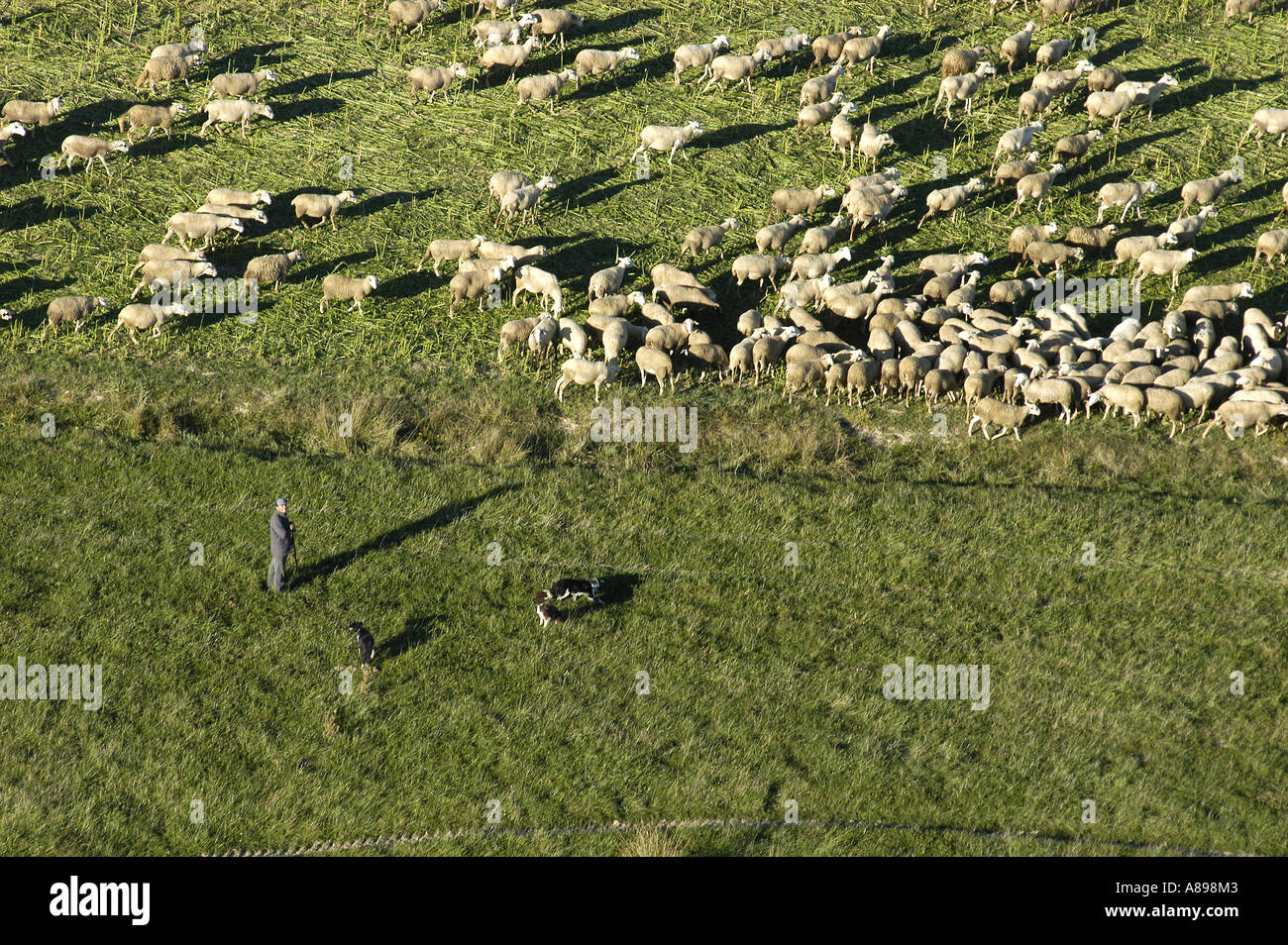 Agriculture shepperd hi-res stock photography and images - Alamy