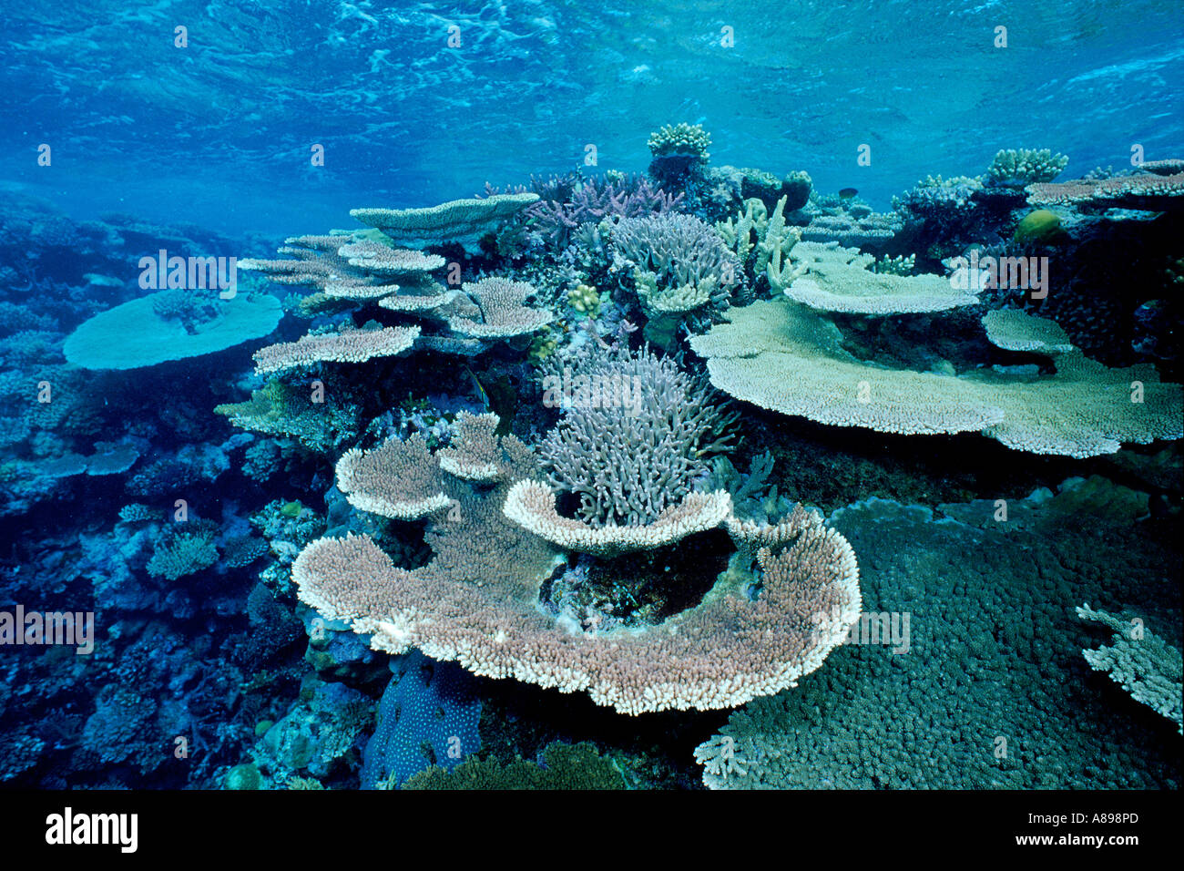 Hard corals Great Barrier reef Australia Stock Photo - Alamy