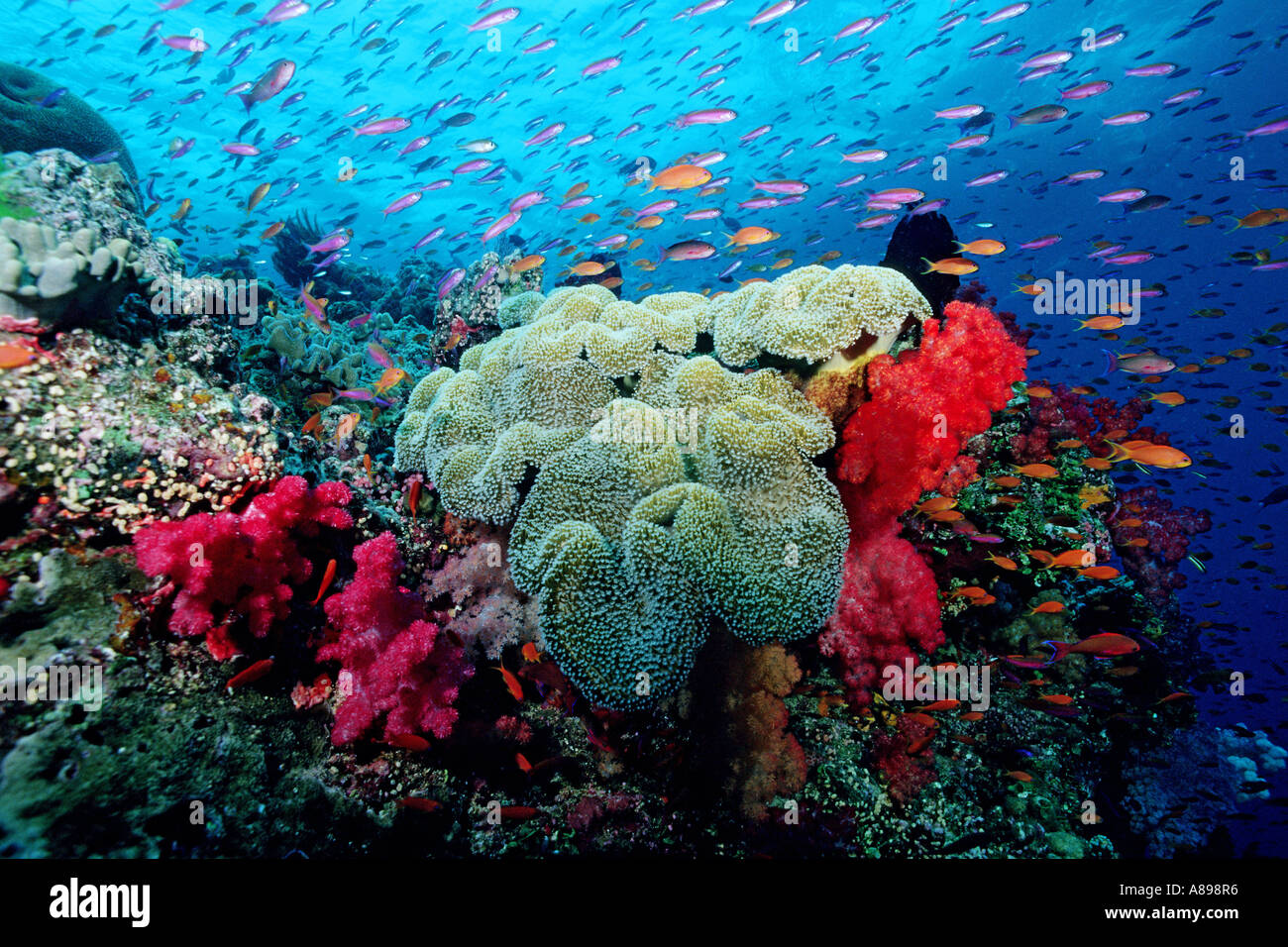 A tropical coral reef provides shelter for huge numbers of animals Fiji ...