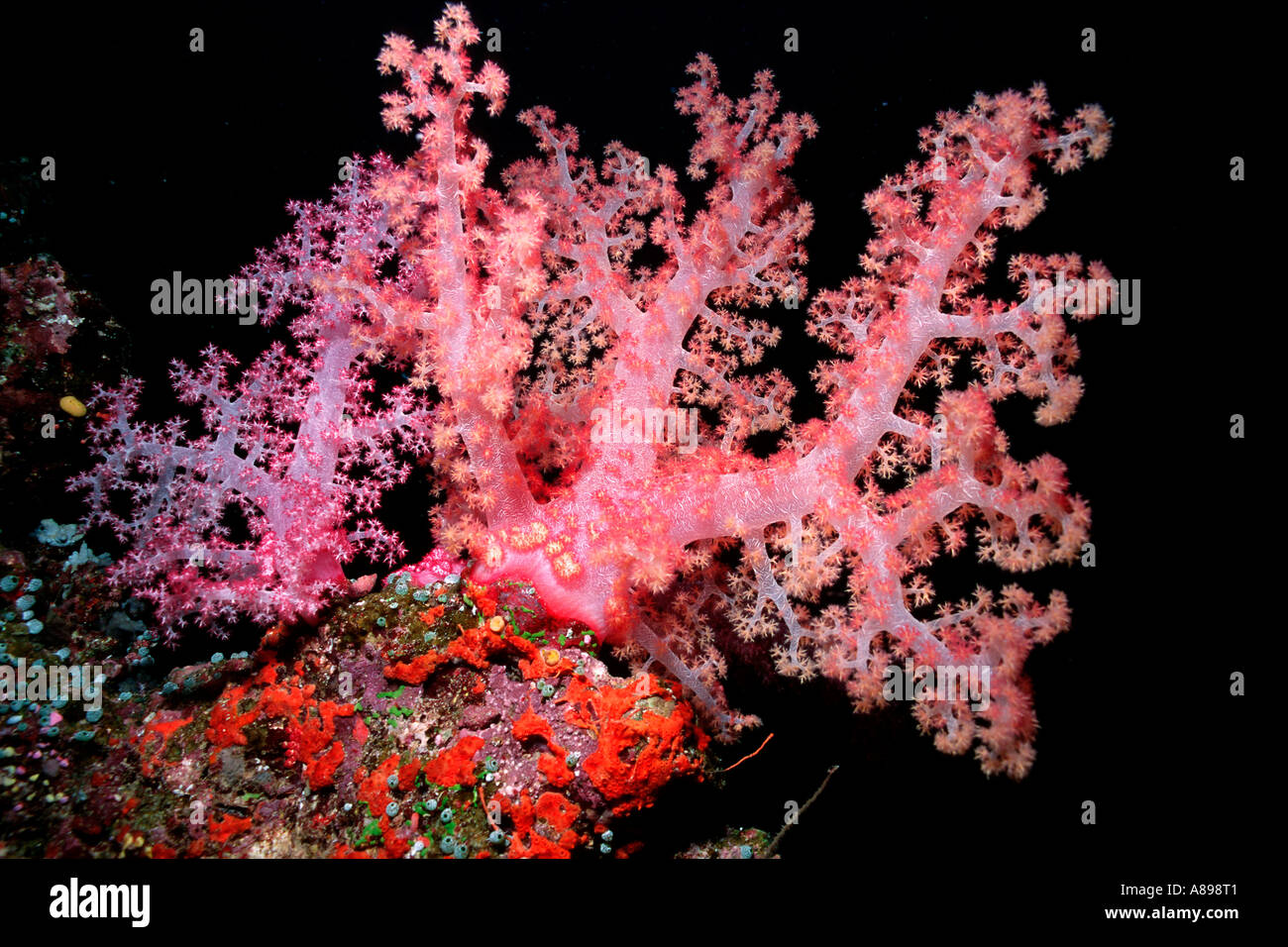 Soft coral Dendronephthya sp Fiji Pacific Ocean Stock Photo - Alamy