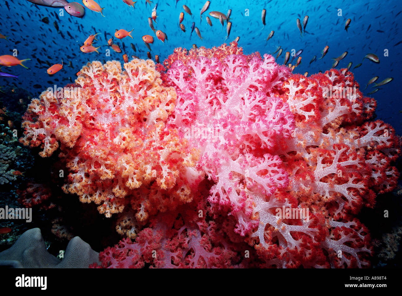 Soft coral Dendronephthya sp Fiji Pacific Ocean Stock Photo - Alamy