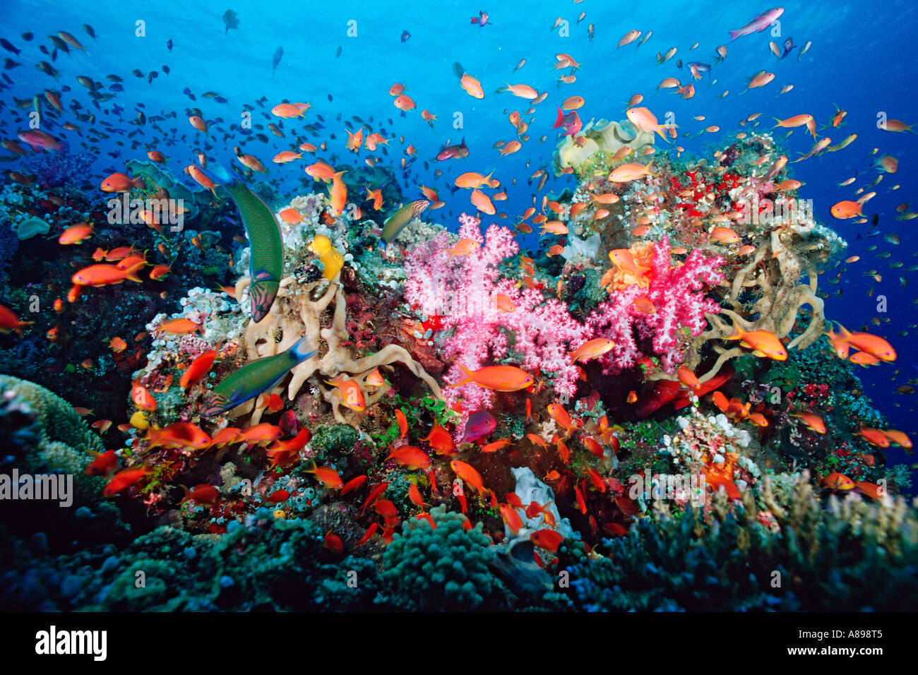 A tropical coral reef provides shelter for huge numbers of animals Fiji ...