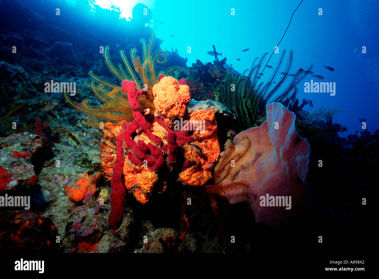 Tropical coral reef Caribbean Atlantic Ocean Stock Photo - Alamy