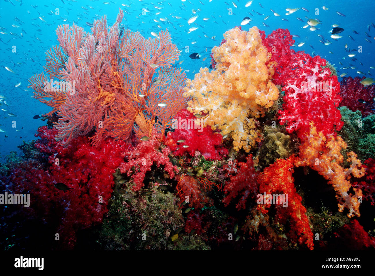 A tropical coral reef is one of nature s richest realms They are ...