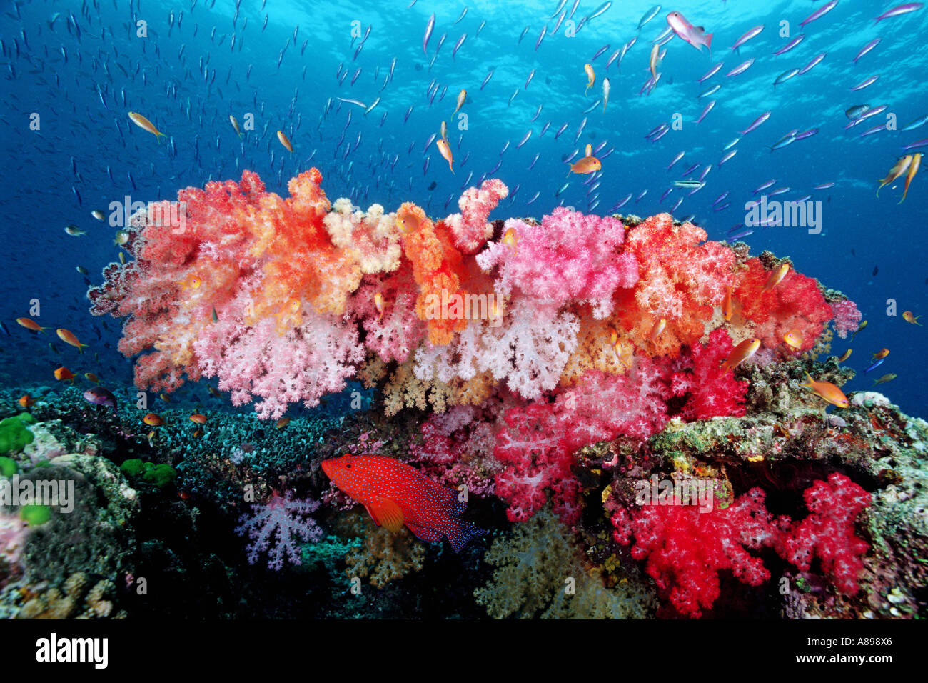 A tropical coral reef provides shelter for huge numbers of animals Fiji ...