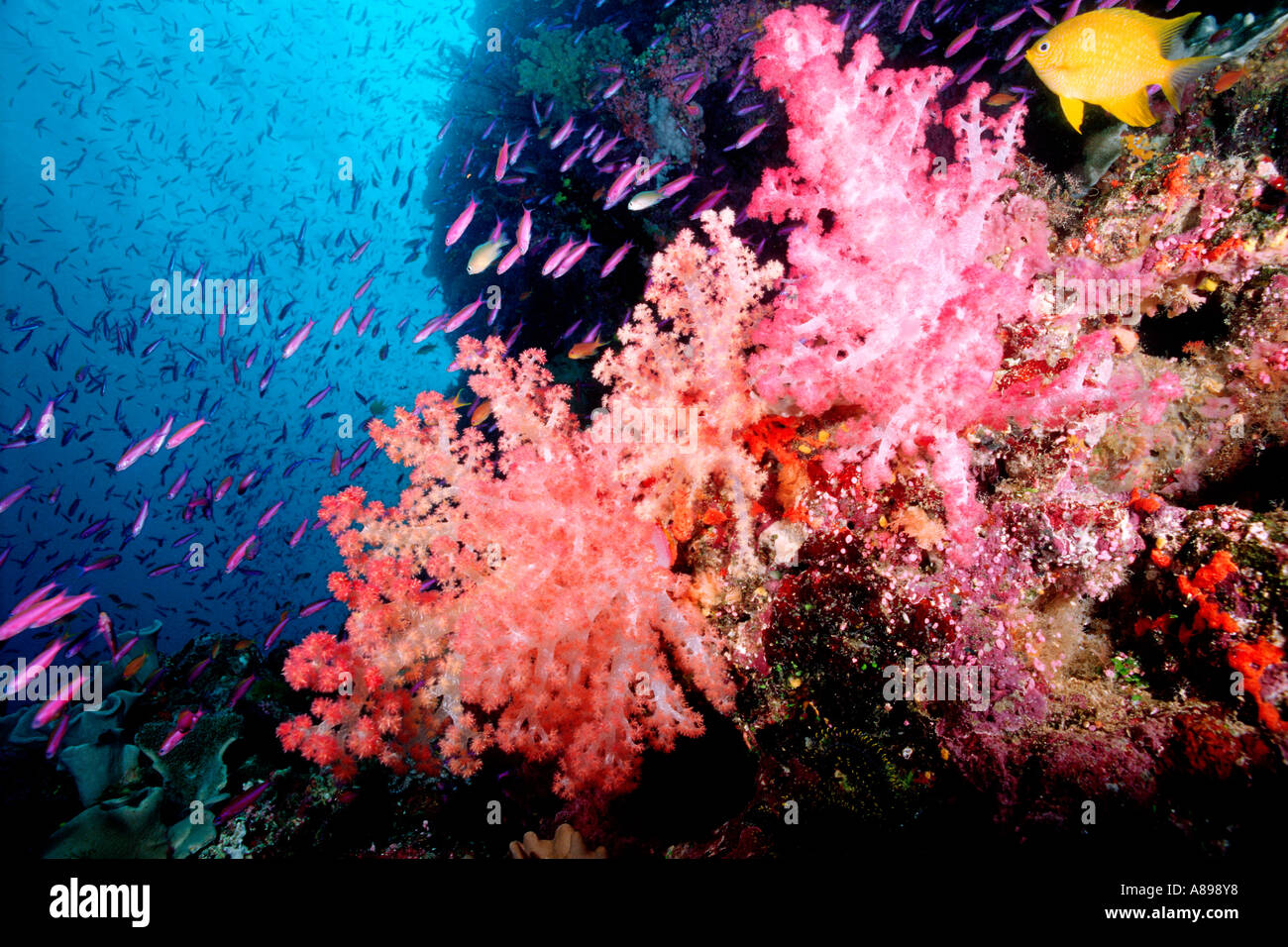 Soft coral Dendronephthya sp forms large trees that inflate in the ...