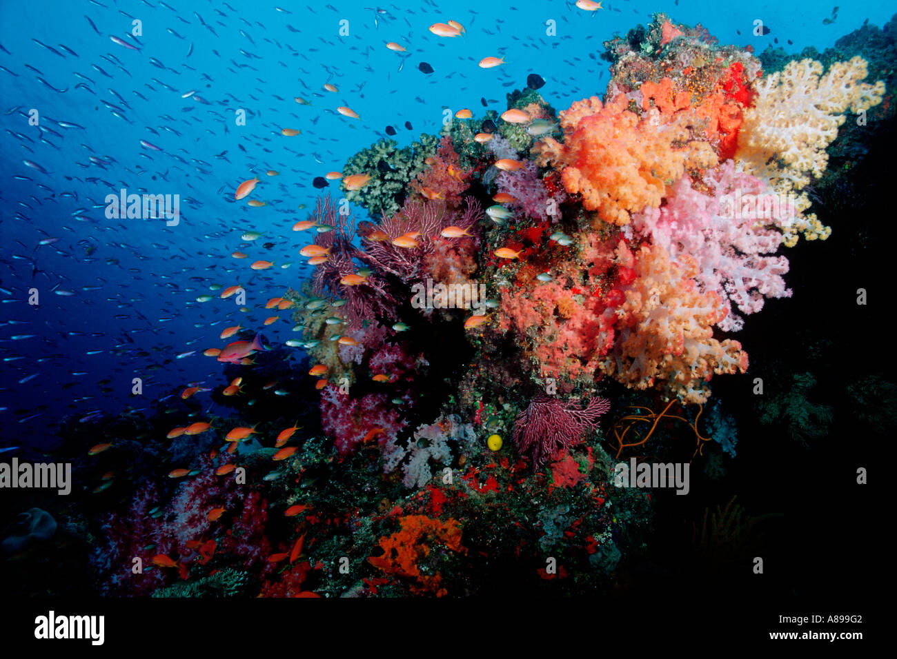 Tropical coral reef provides hi-res stock photography and images - Alamy