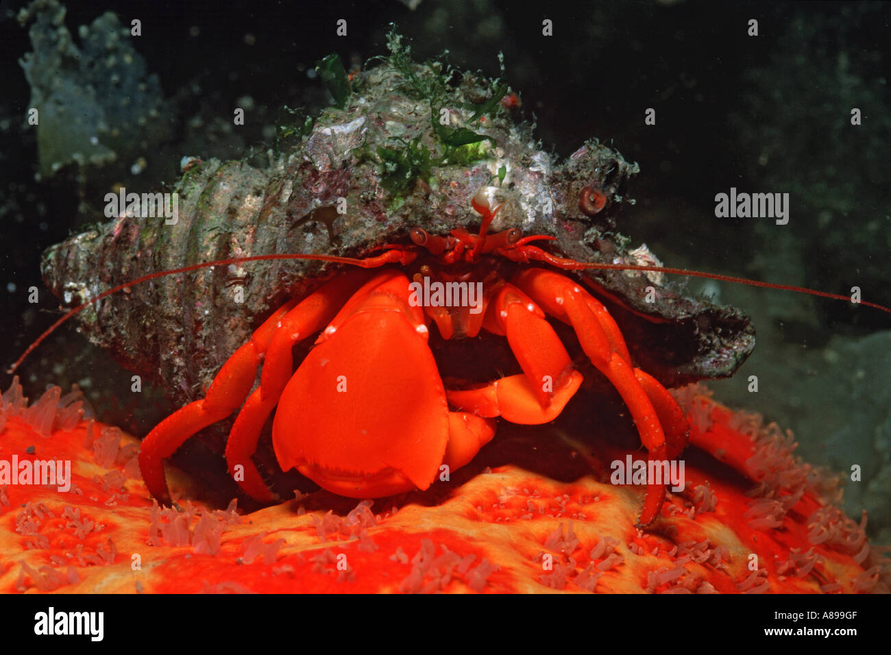 Invertebrate Crab Pacific red hermit Defense Hermit crab Alaska Shell ...