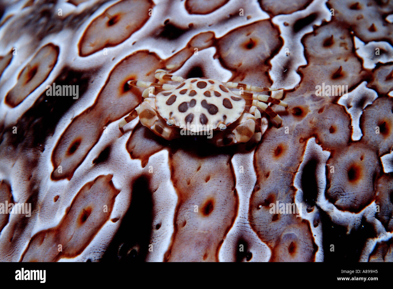 Harlequin crab Lissocarcinus orbicularis lives on it s commensal host ...