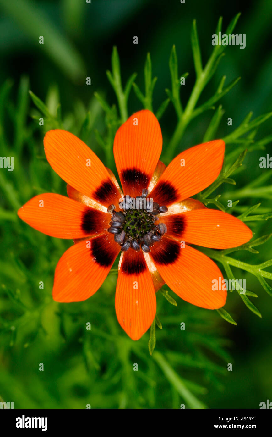 Adonis Aestivalis High Resolution Stock Photography and Images - Alamy