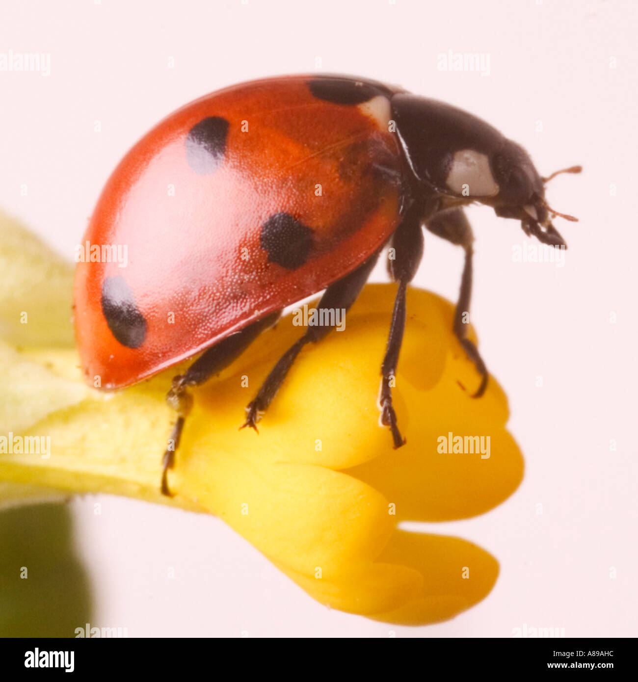Ladybirds on flower hi-res stock photography and images - Alamy
