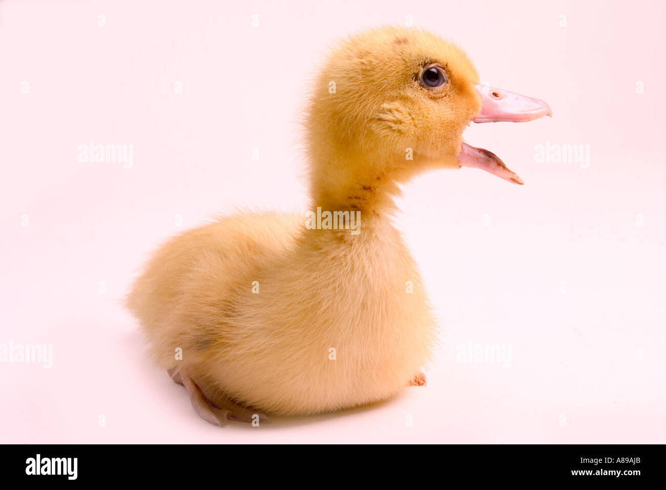 Neat duck hi-res stock photography and images - Alamy