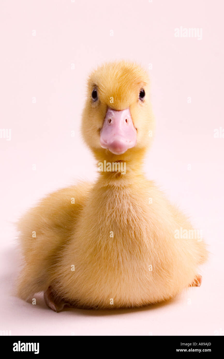 Neat duck hi-res stock photography and images - Alamy