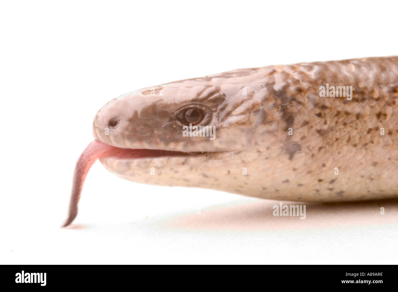Blindworm (Anguis fragilis Stock Photo - Alamy