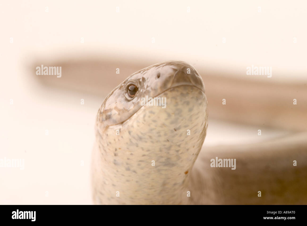 Blindworm (Anguis fragilis Stock Photo - Alamy