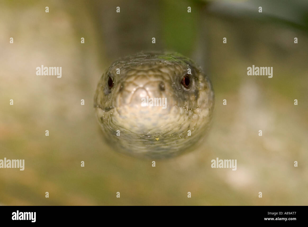 Blindworm (Anguis fragilis Stock Photo - Alamy