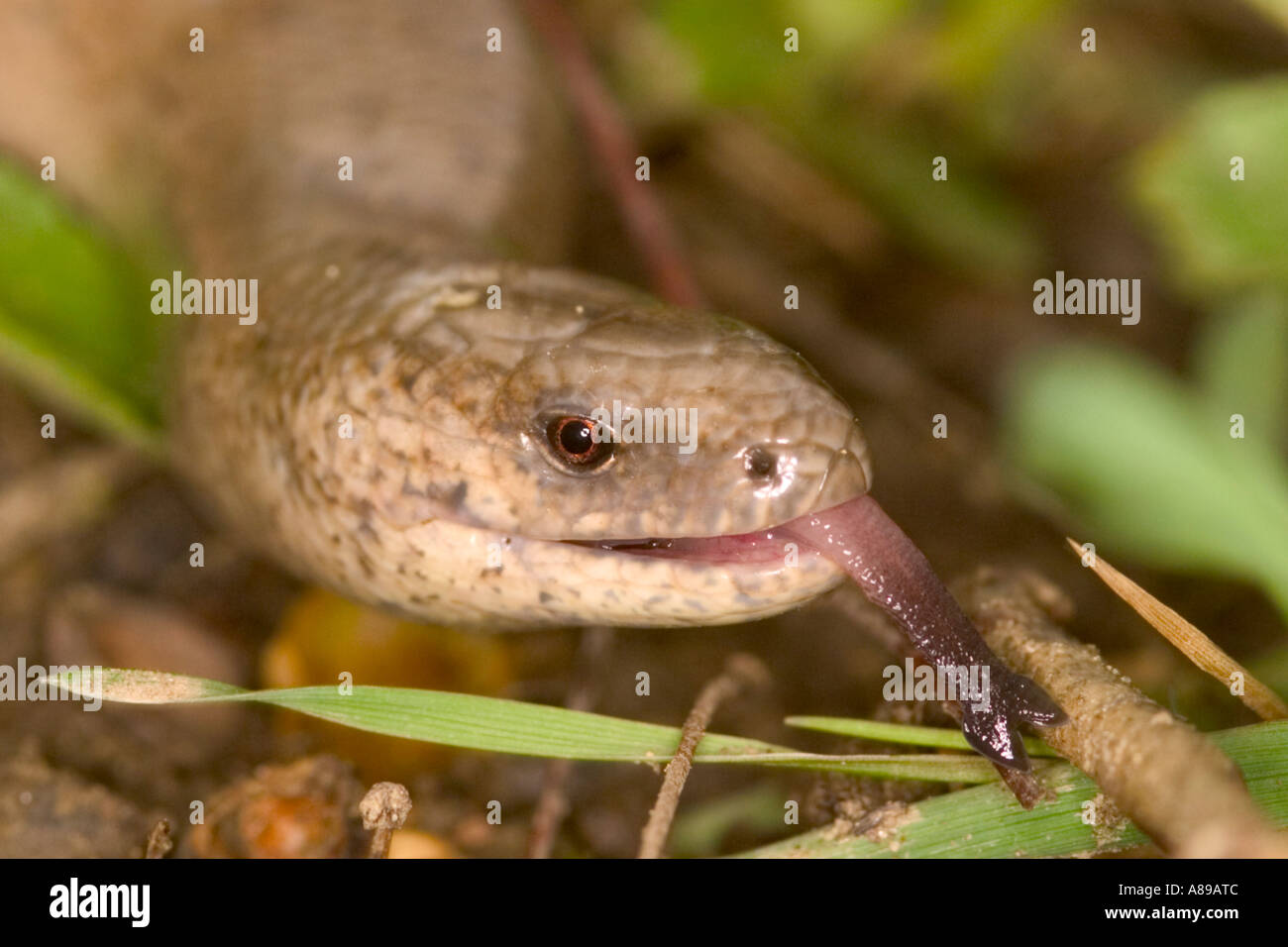 Blindworm (Anguis fragilis Stock Photo - Alamy