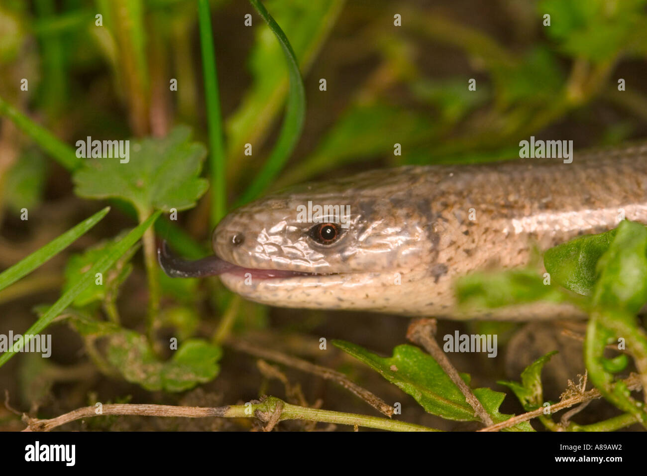 Blindworm (Anguis fragilis Stock Photo - Alamy