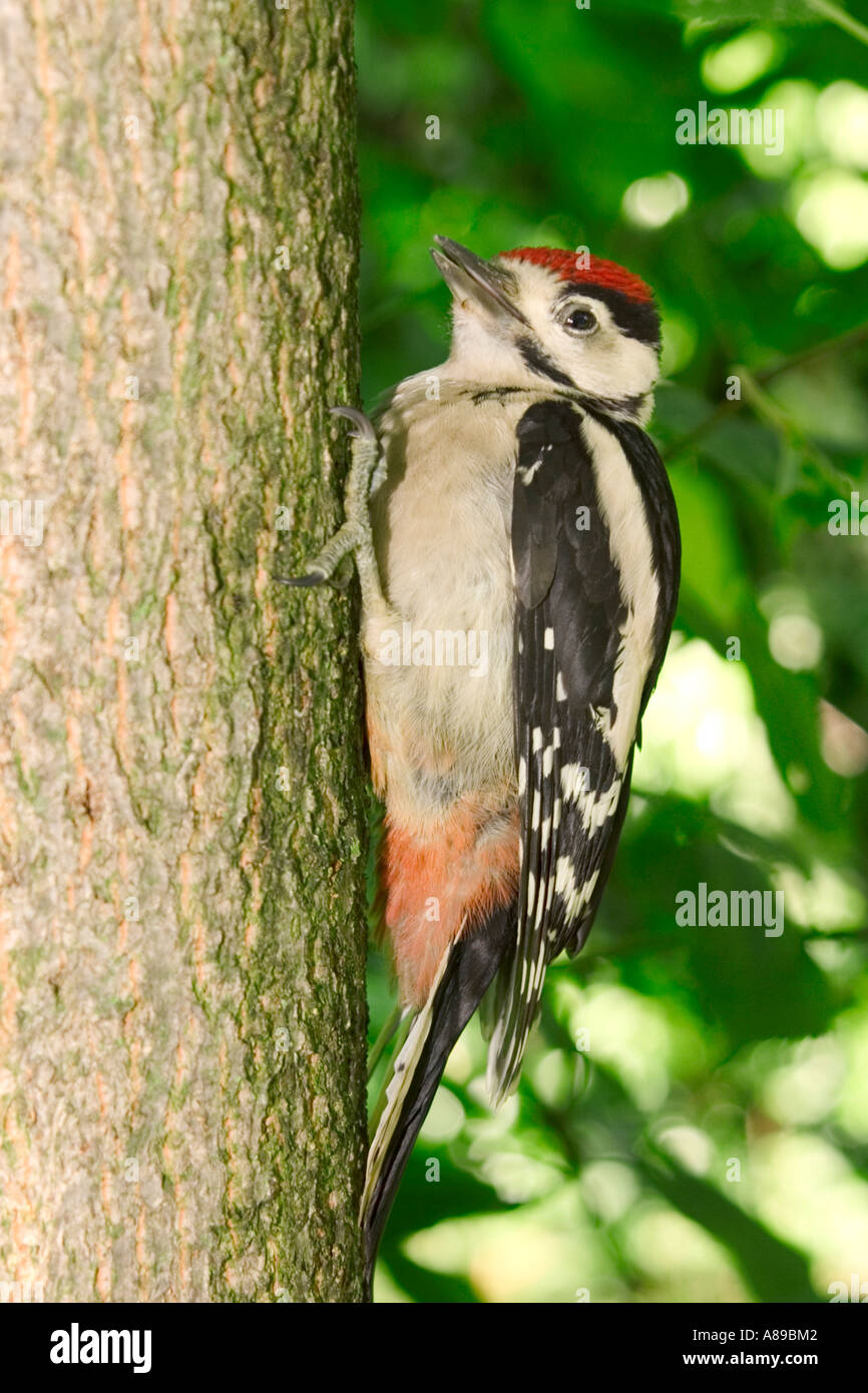 Picoides Major High Resolution Stock Photography and Images - Alamy