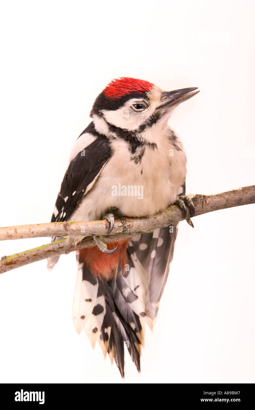 Woodpecker (Picoides major Stock Photo - Alamy