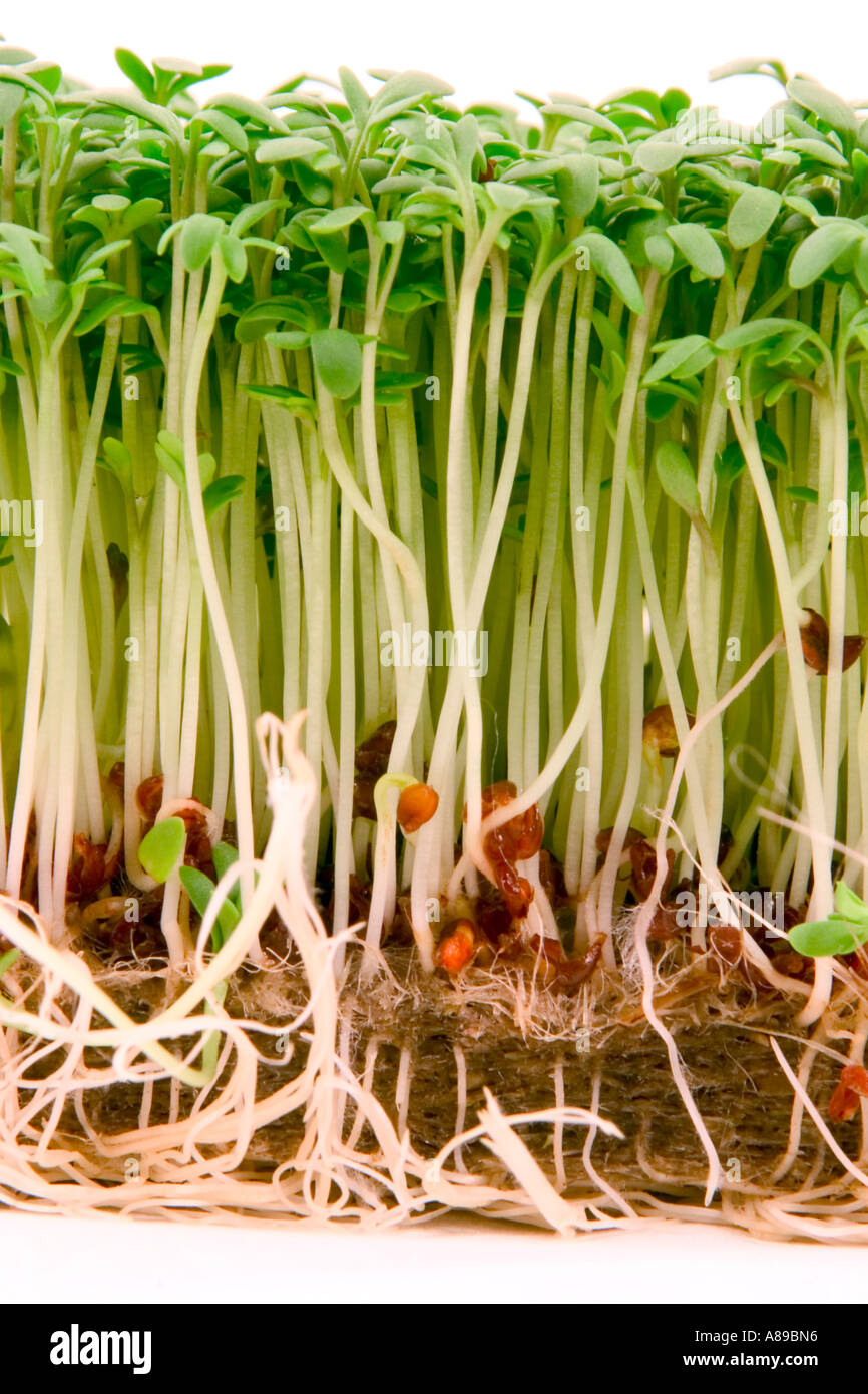 The kress hi-res stock photography and images - Alamy