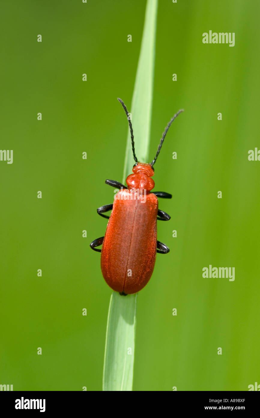 Pyrochroa coccinena hi-res stock photography and images - Alamy