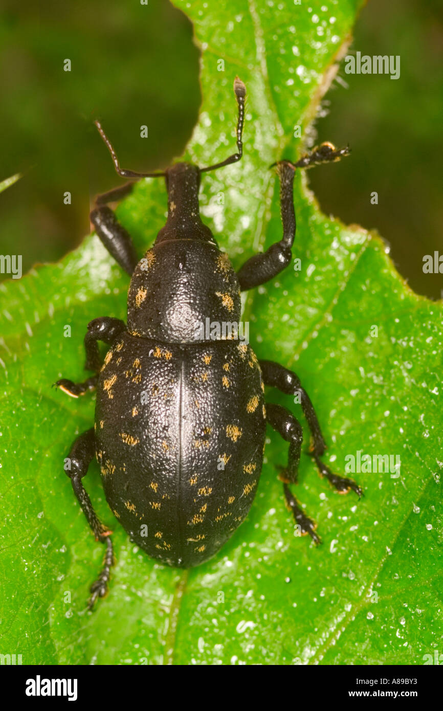 Abietis hi-res stock photography and images - Alamy