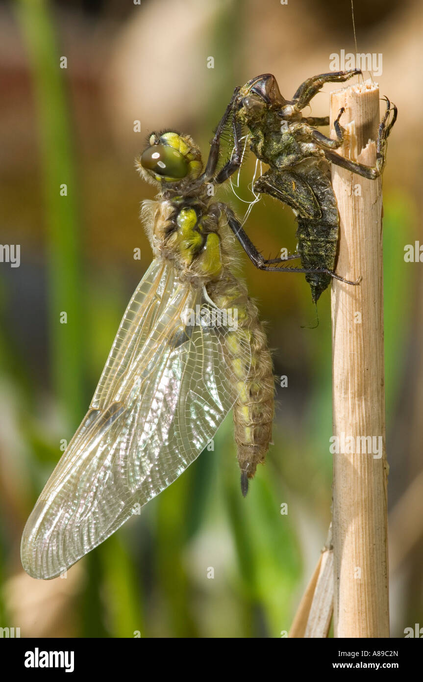 Young Libellula (Libellula depressa) shortly after hatching out of its ...