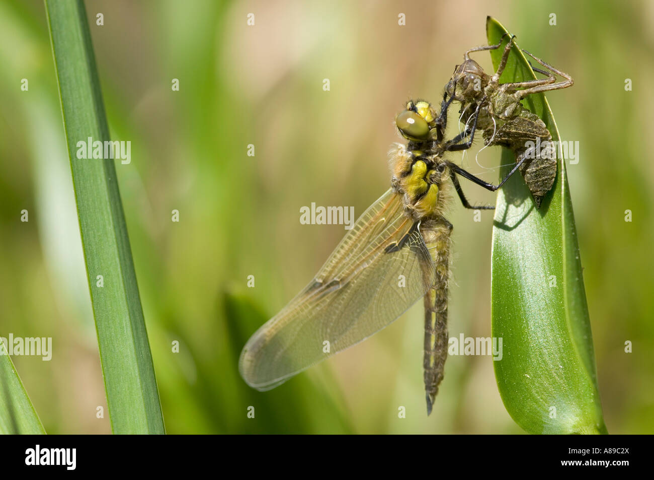 Young Libellula (Libellula depressa) shortly after hatching out of its ...