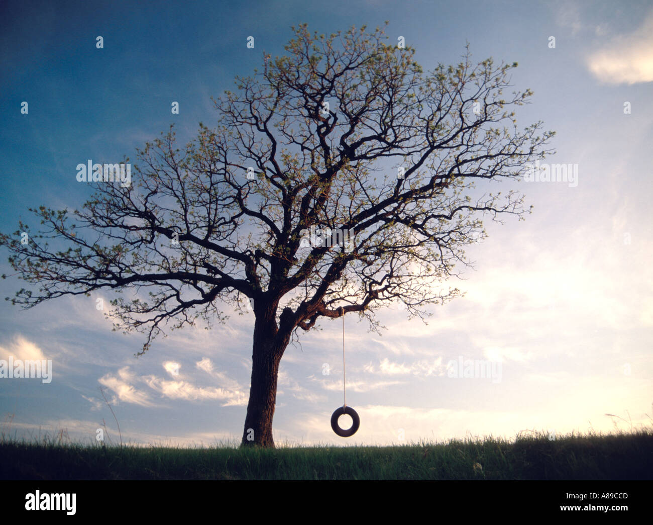 Tire swing hanging from tree hi-res stock photography and images - Alamy