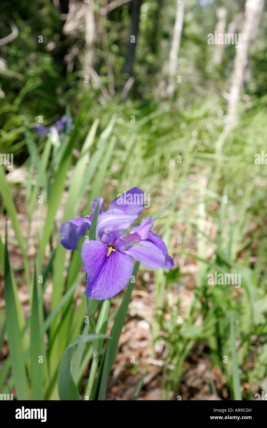 Alabama Baldwin County,historic Blakeley State Park,Tensaw River water ...
