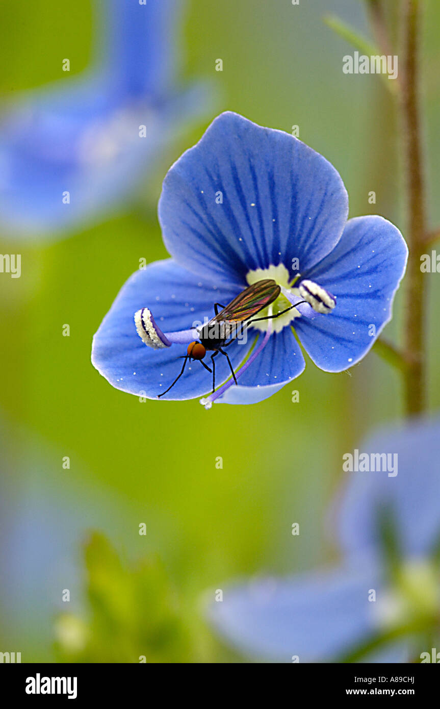 Gamander ehrenpreis veronica chamaedrys hi-res stock photography and ...