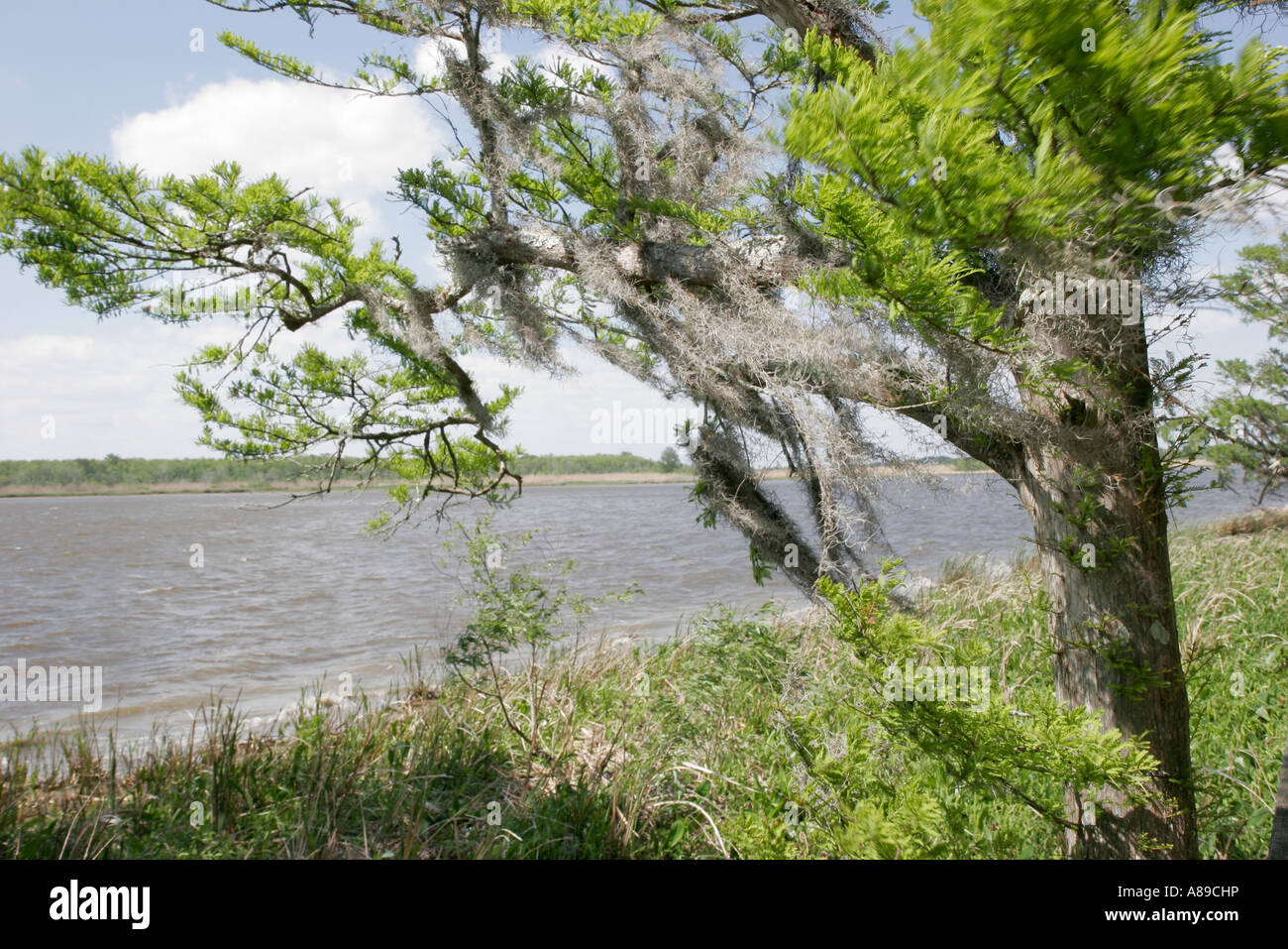 Alabama Baldwin County,historic Blakeley State Park,Tensaw River water ...