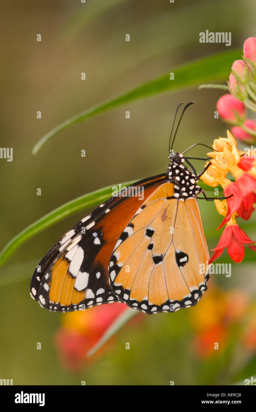 Chrysippus hi-res stock photography and images - Alamy