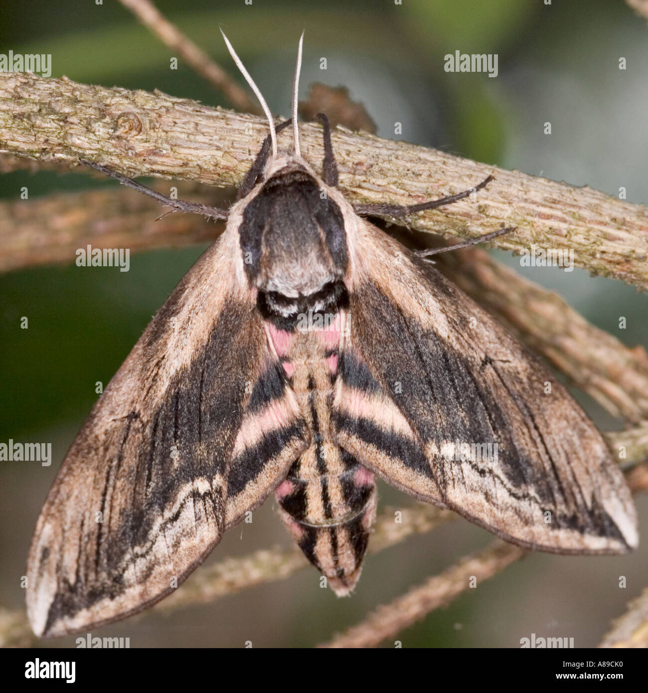Ligustri hi-res stock photography and images - Alamy