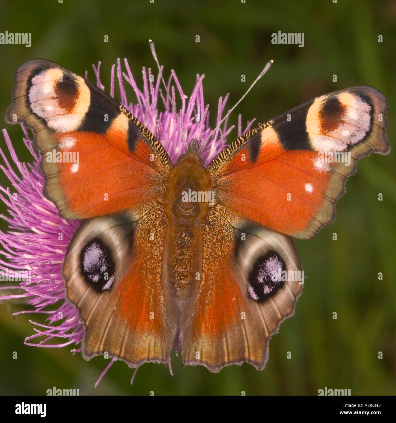 Schmetterling insekt inachis io hi-res stock photography and images - Alamy