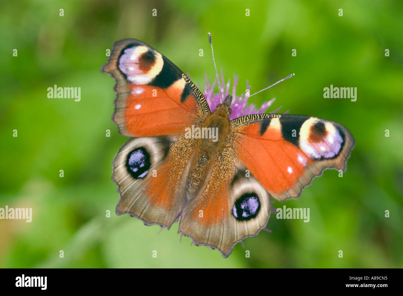 Schmetterling insekt inachis io hi-res stock photography and images - Alamy