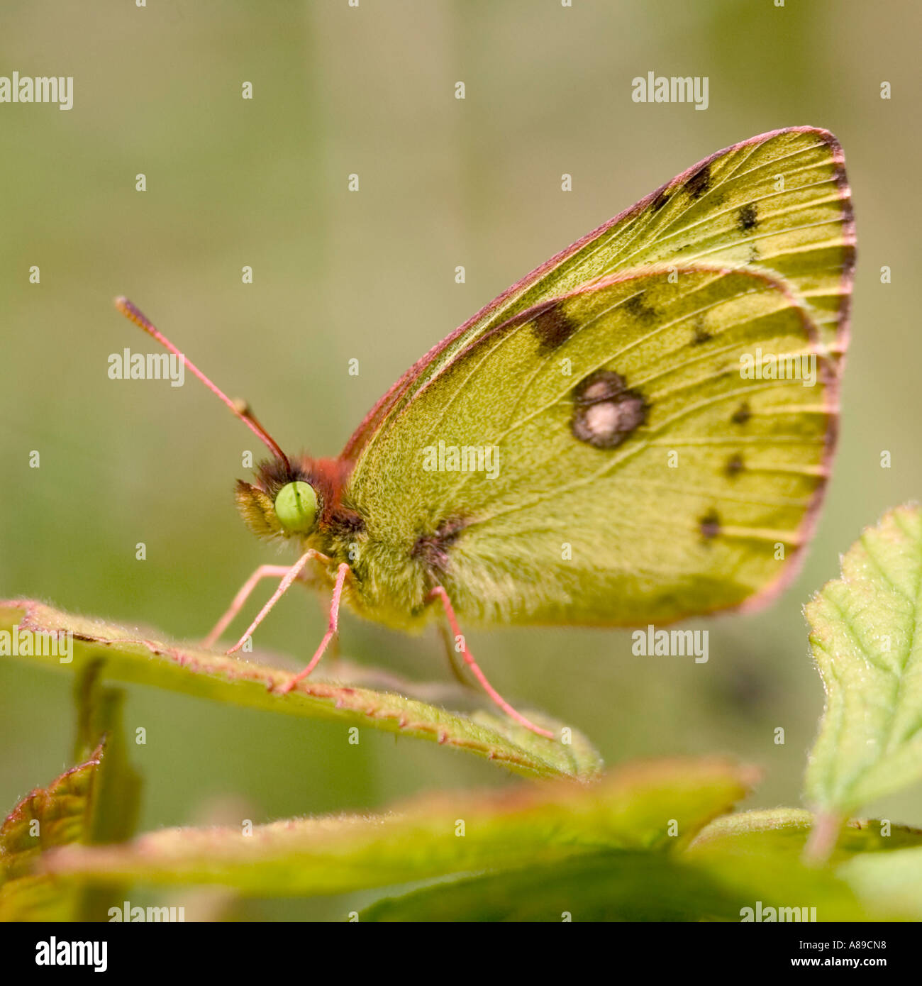 Colias australis hi-res stock photography and images - Alamy