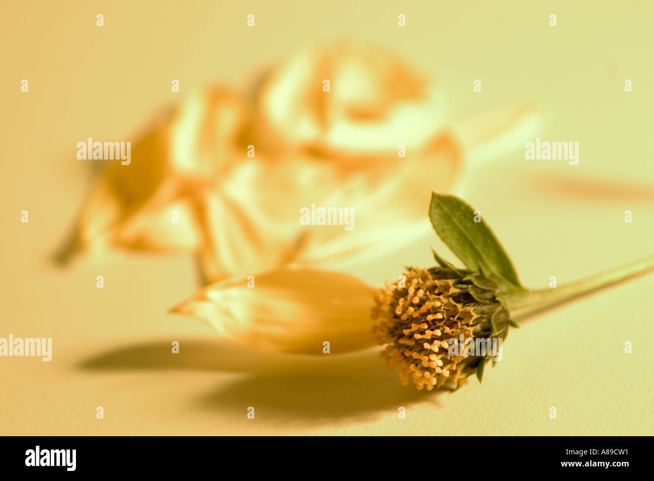 Faded flower hi-res stock photography and images - Alamy